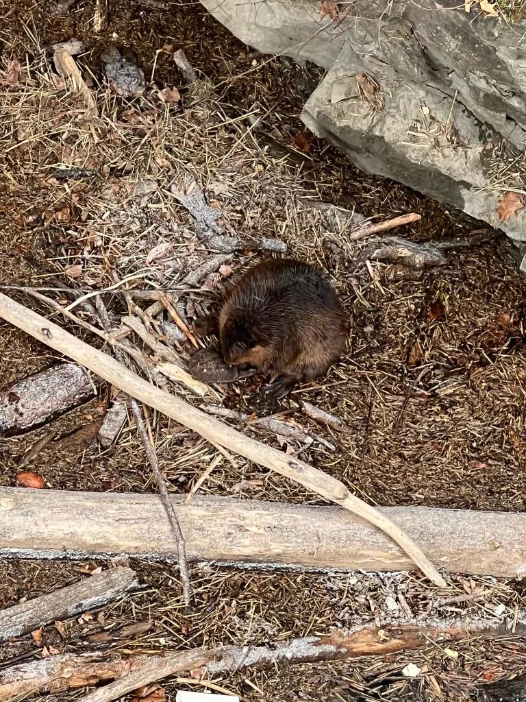 Beebe Beaver to be Killed by Cornell Botanic Gardens – The Cornell Review